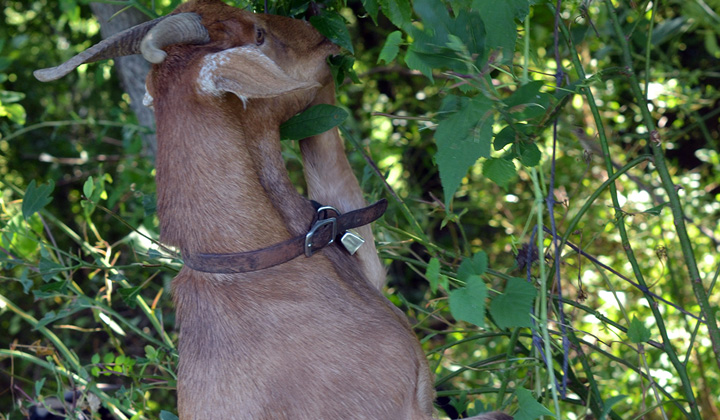 Gallery • Browsing Green Goats Maryland, and Virginia Gallery • Browsing Green Goats Maryland, and Virginia